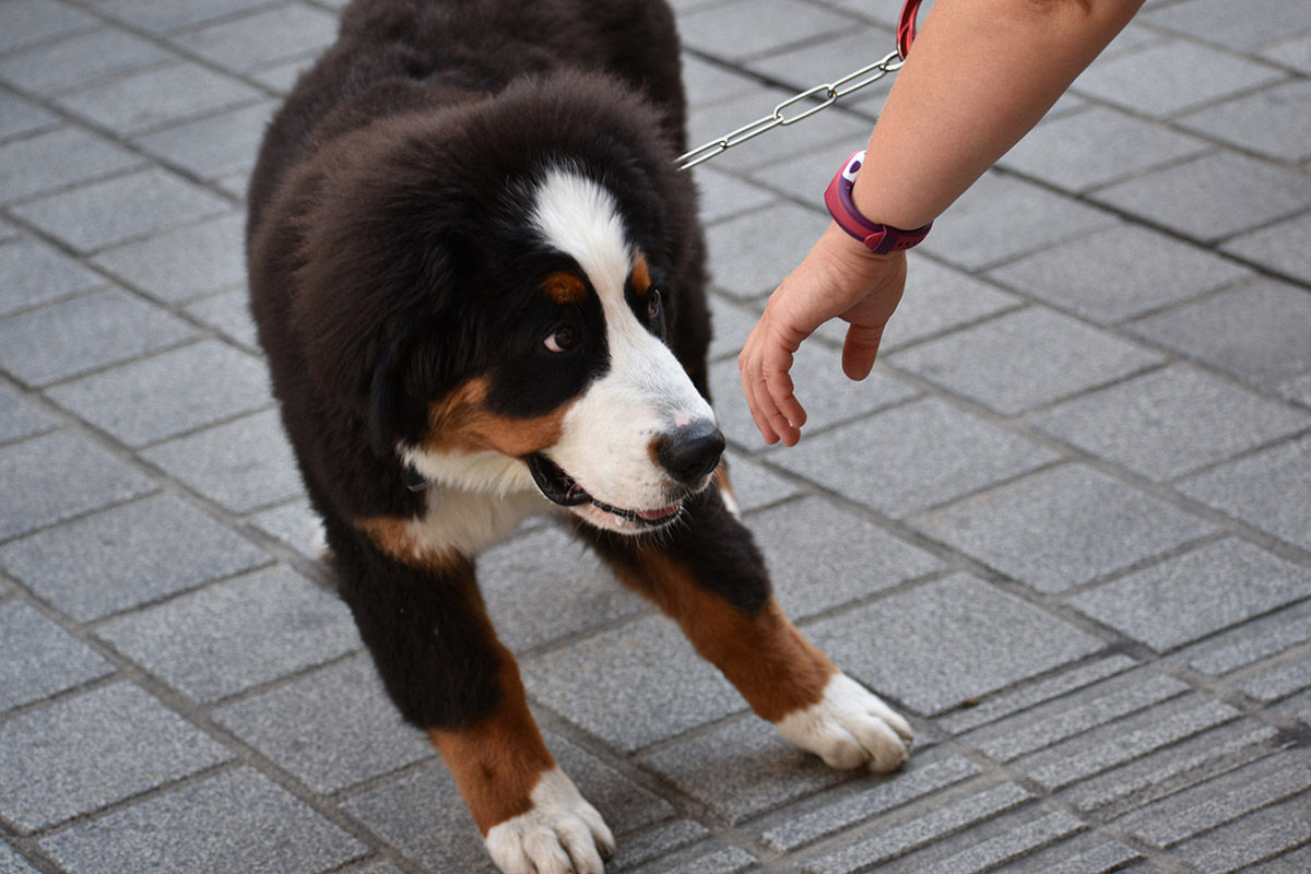 How To Stop Dog From Barking At People: 10 Training Methods